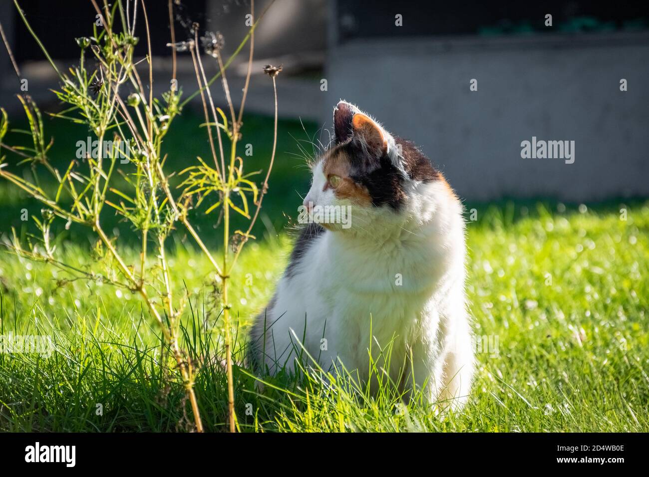 Cat is sitting on the grass and following after something Stock Photo ...