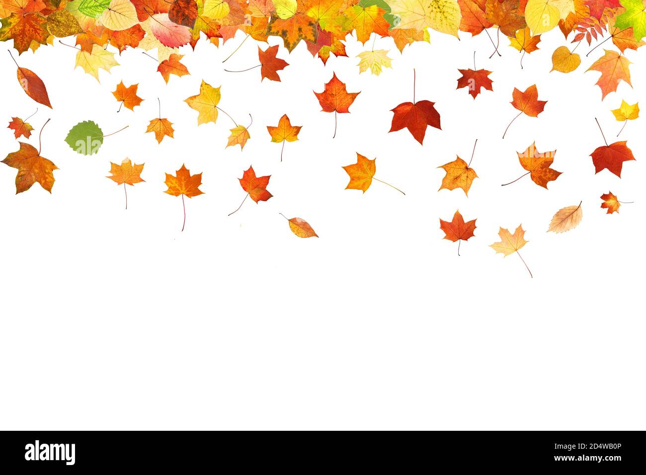 falling colored autumn leaves isolated on white background Stock Photo ...