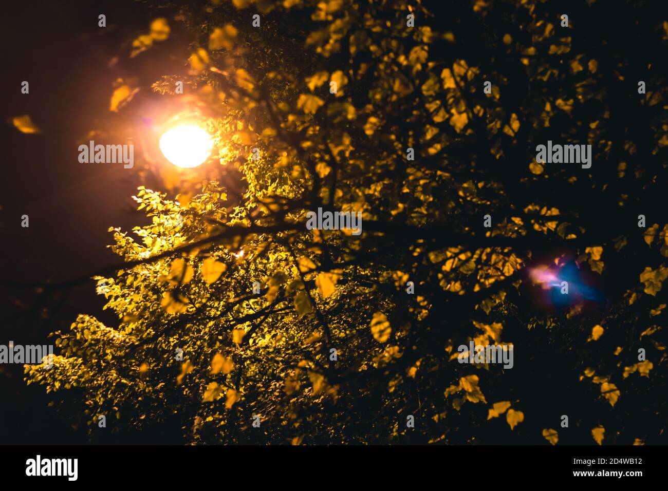 Night lights illumination in the park are blurred outdoor Stock Photo ...