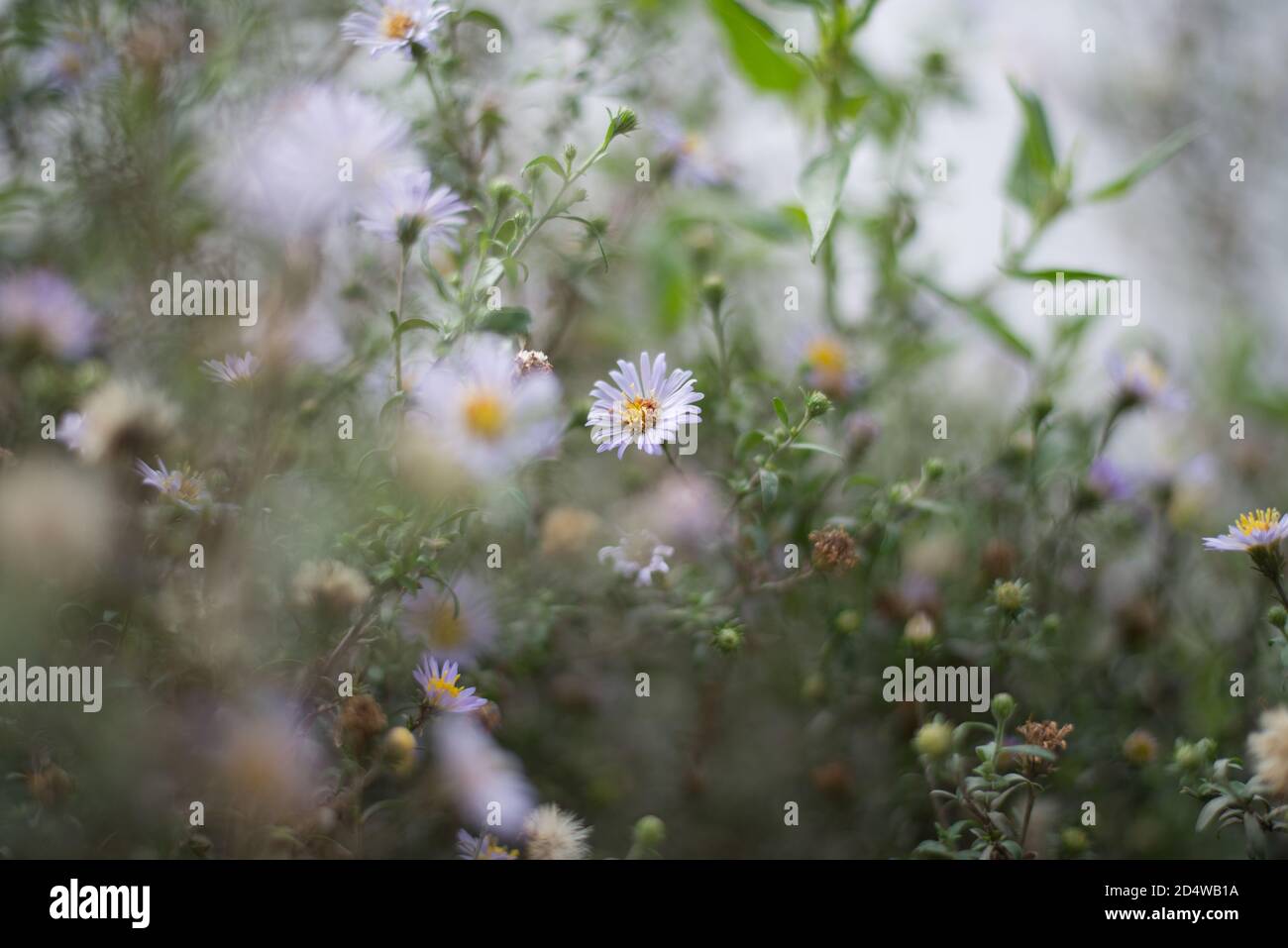 Ox-eye Oxeye Daisy Leucanthemum Vulgare Bush Plant Shrub Stock Photo ...