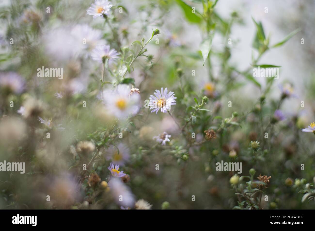 Ox Eye Oxeye High Resolution Stock Photography and Images - Alamy