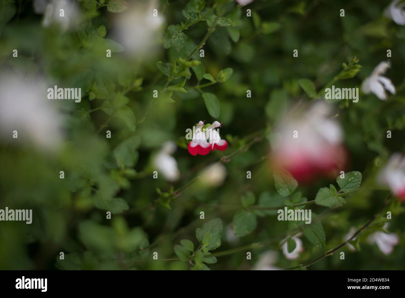 Salvia hot lips hi-res stock photography and images - Alamy