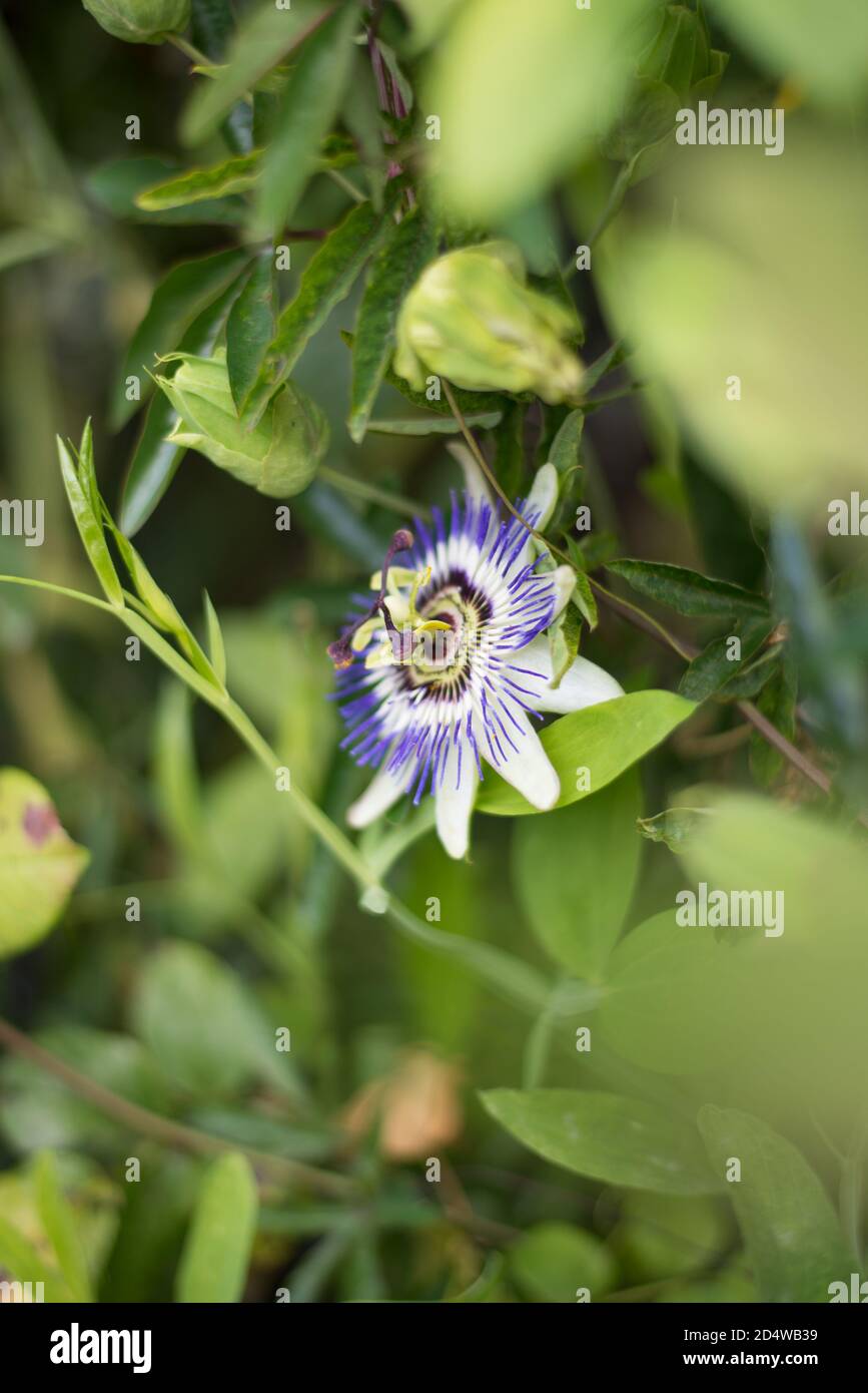 Pandav hi-res stock photography and images - Alamy