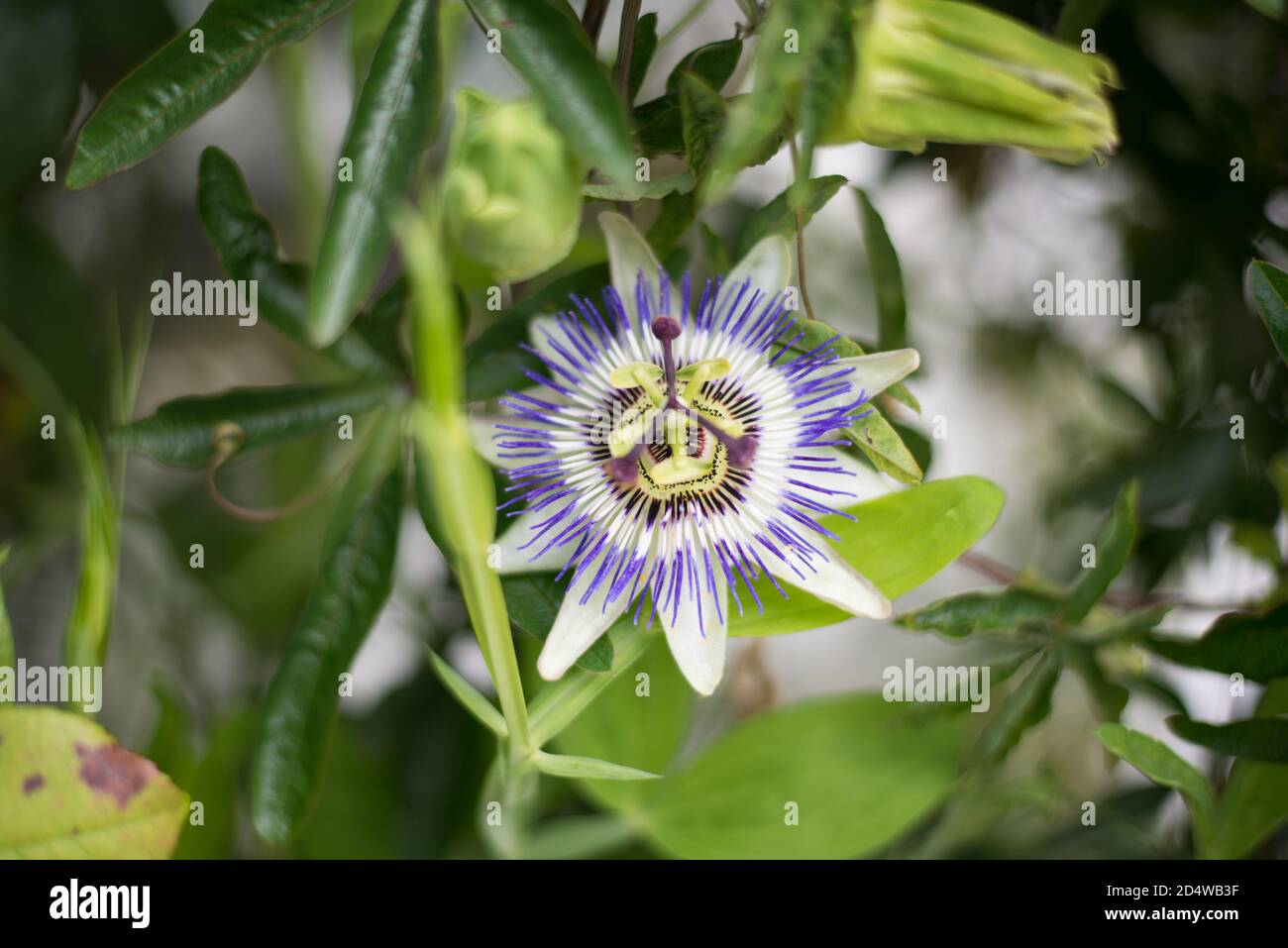 Passiflora Caerulea, Passion Flower Bluecrown Blue Passionflower Clock ...