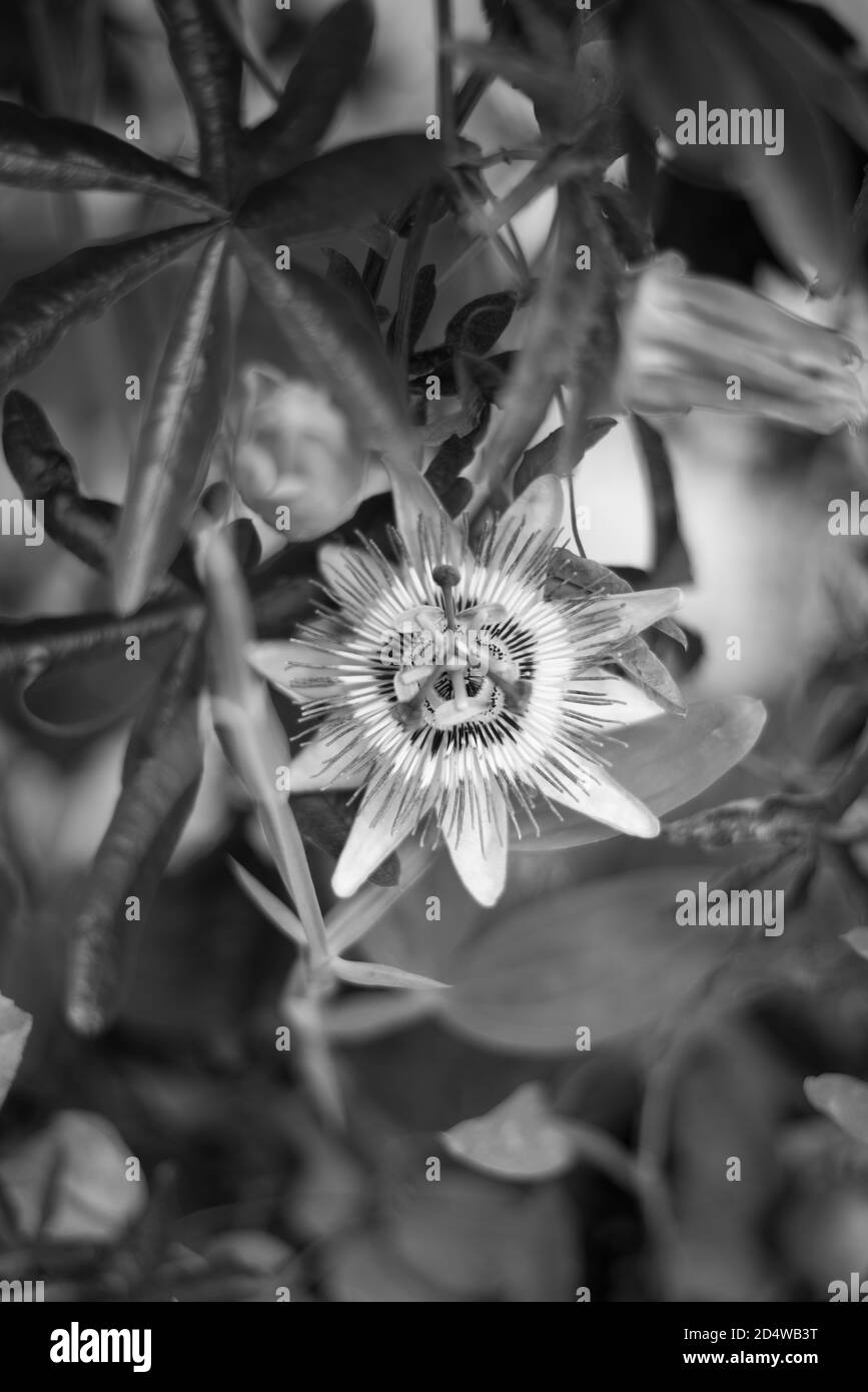 Passiflora Caerulea, Passion Flower Bluecrown Blue Passionflower Clock ...
