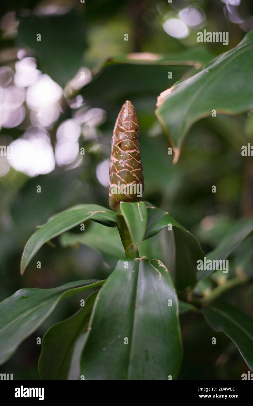 Costus Pictus Spike Raceme Flower Spike Hellenia Stock Photo - Alamy