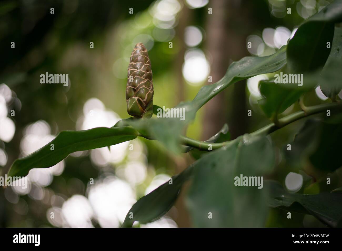 Costus Pictus Spike Raceme Flower Spike Hellenia Stock Photo - Alamy