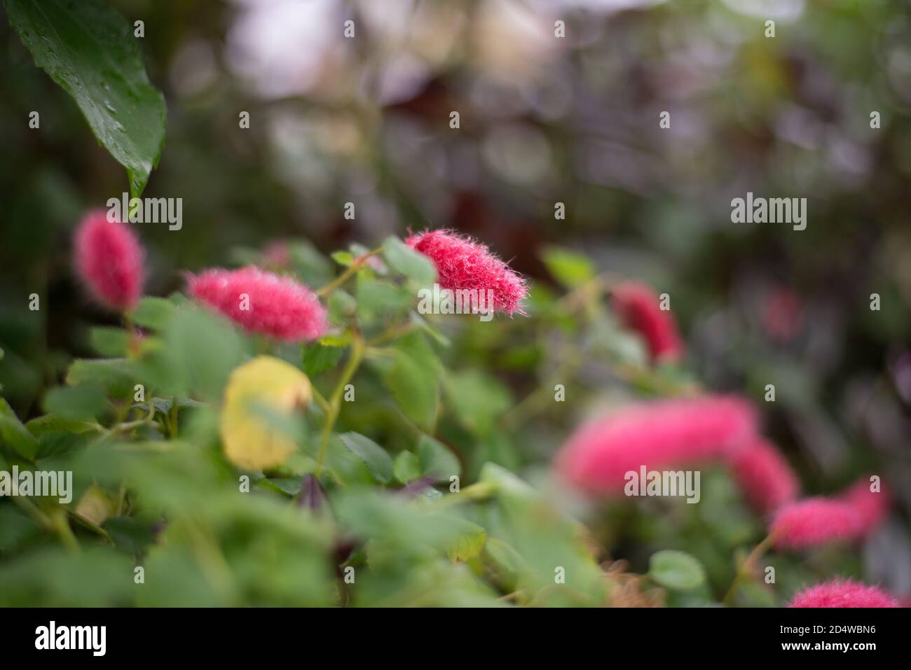 Acalypha Euphorbiaceae Plant Pink Tropical Flower Flowers Pink Chenille ...