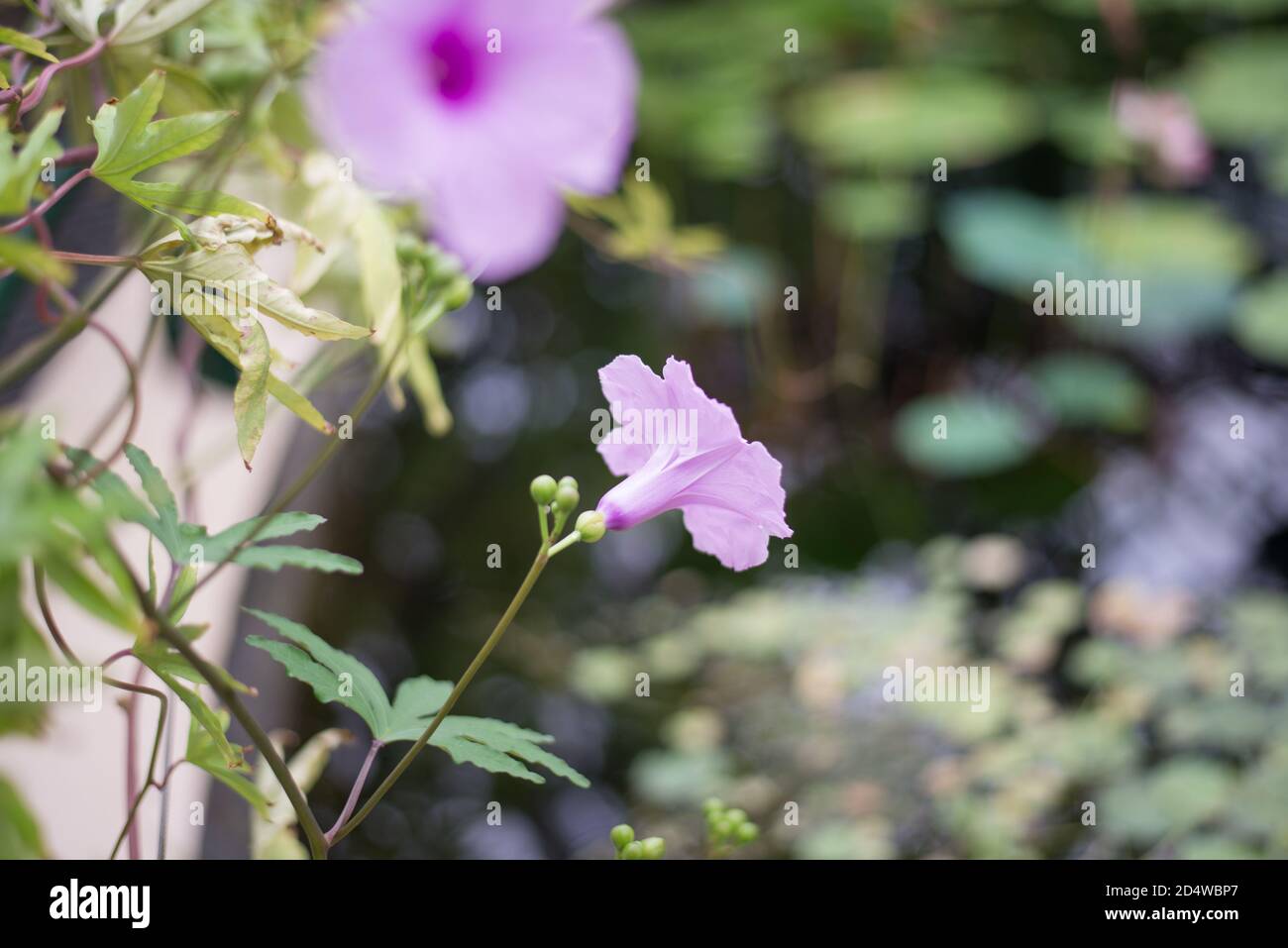 Ruellia Simplex Mexican Petunia Mexican Bluebell Britton's Wild Petunia ...
