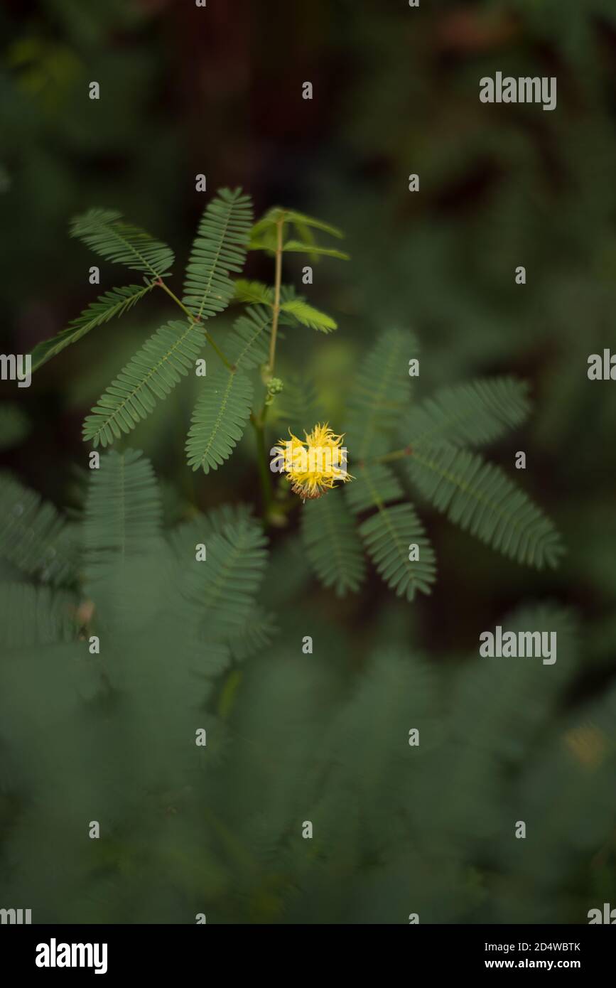 Neptunia Lutea Yellow-Puff Flower Plant Leaves Green Nature Stock Photo ...