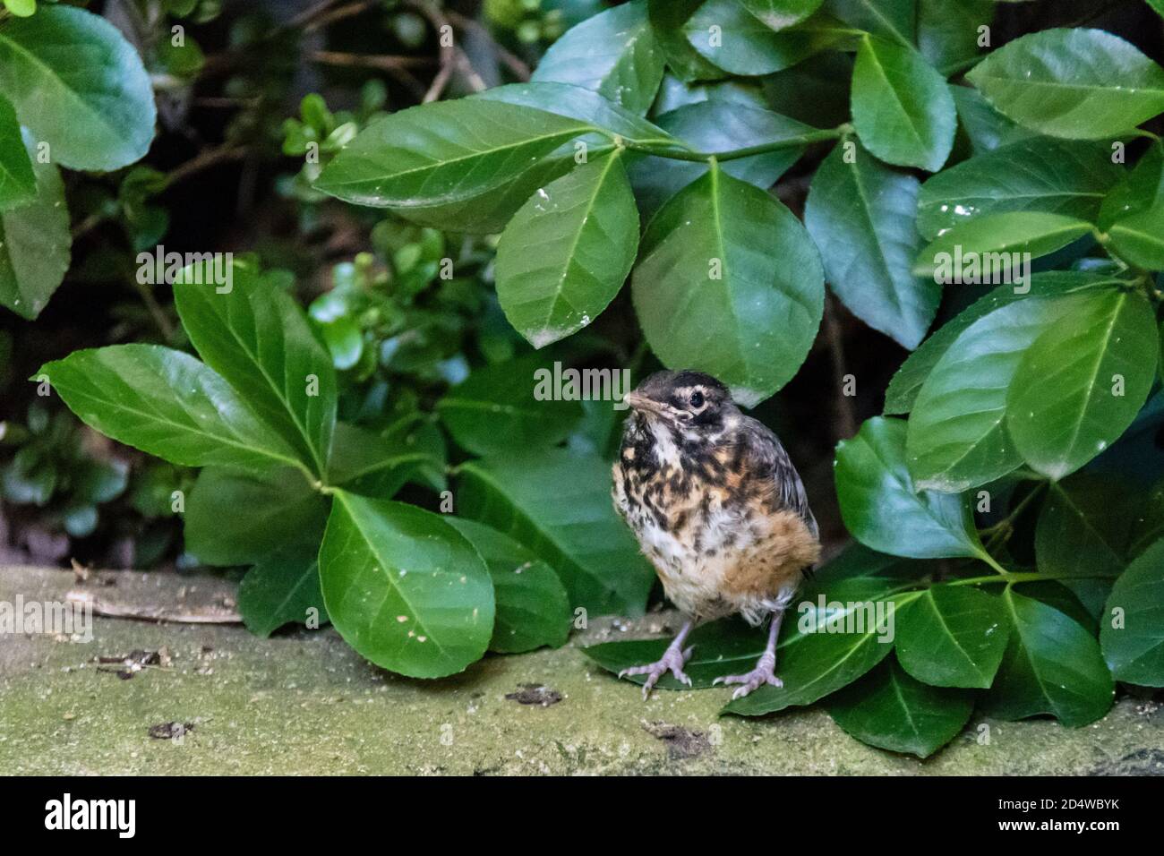 Young robin bird hi-res stock photography and images - Alamy