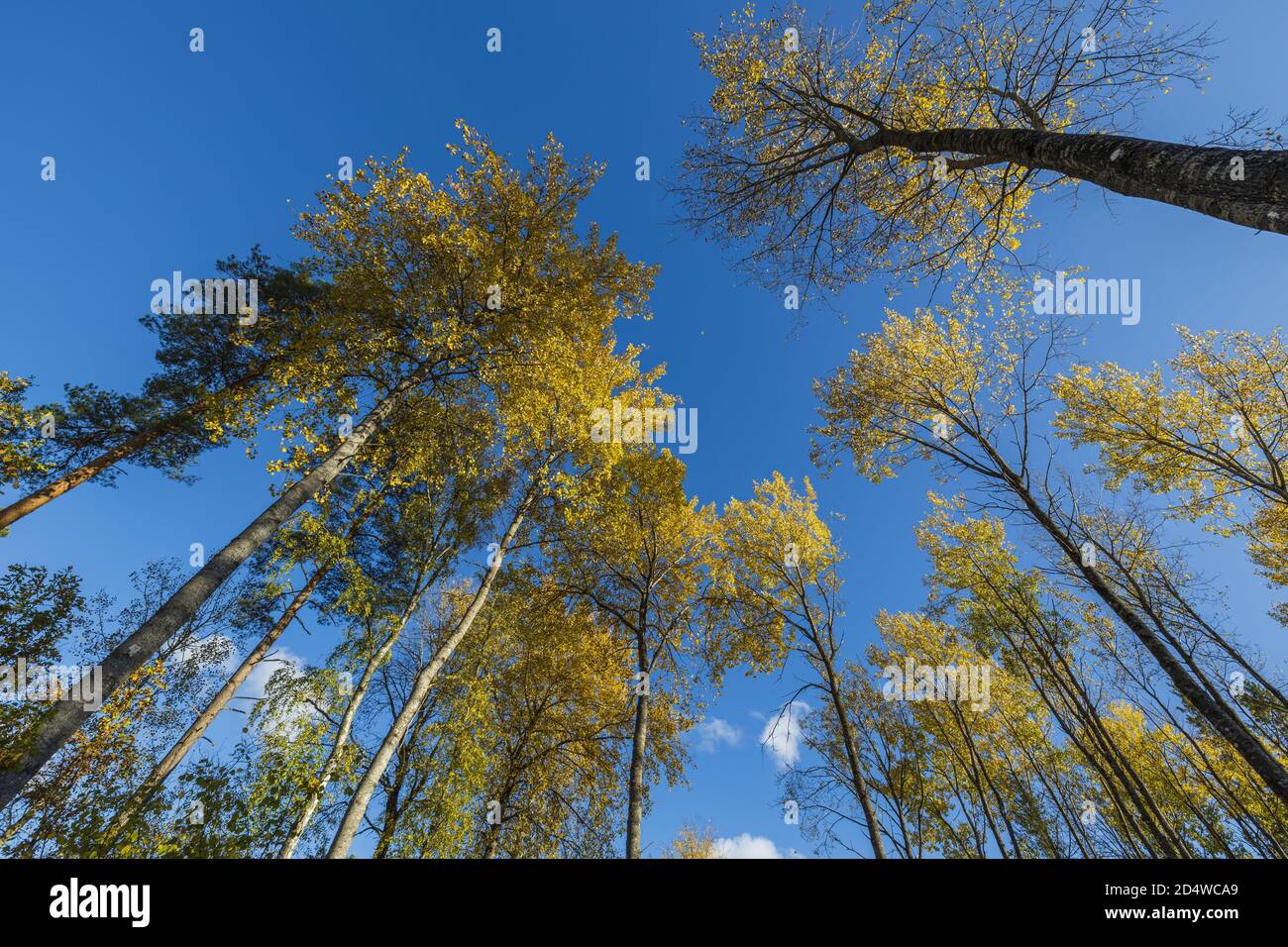 Beautiful view of over autumn colorful tree tops on blue sky background ...