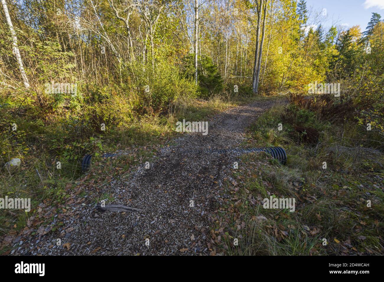 Amazing beauty on road in autumn forest on blue sky with white clouds ...