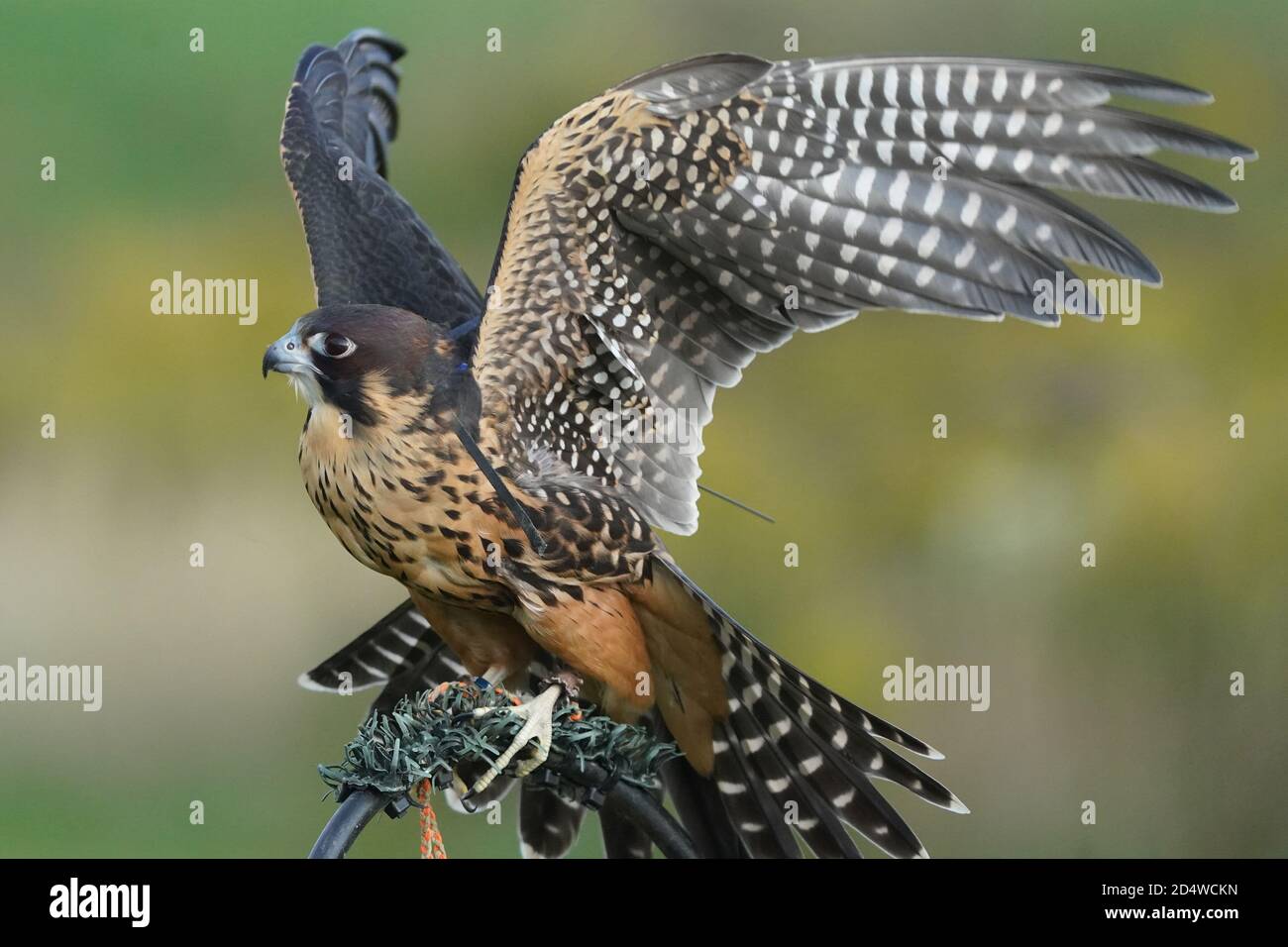 Falconry a fun sport hi-res stock photography and images - Alamy