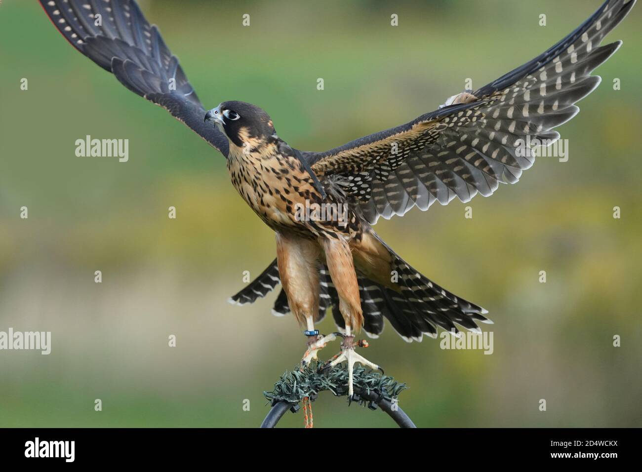 Amy flying a peregrine falcon hi-res stock photography and images - Alamy