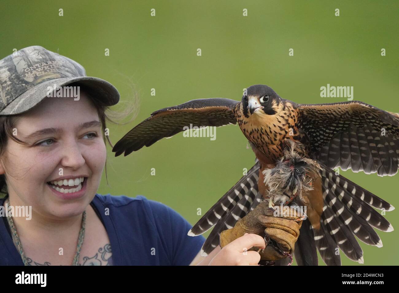 Falconry fun sport hi-res stock photography and images - Alamy
