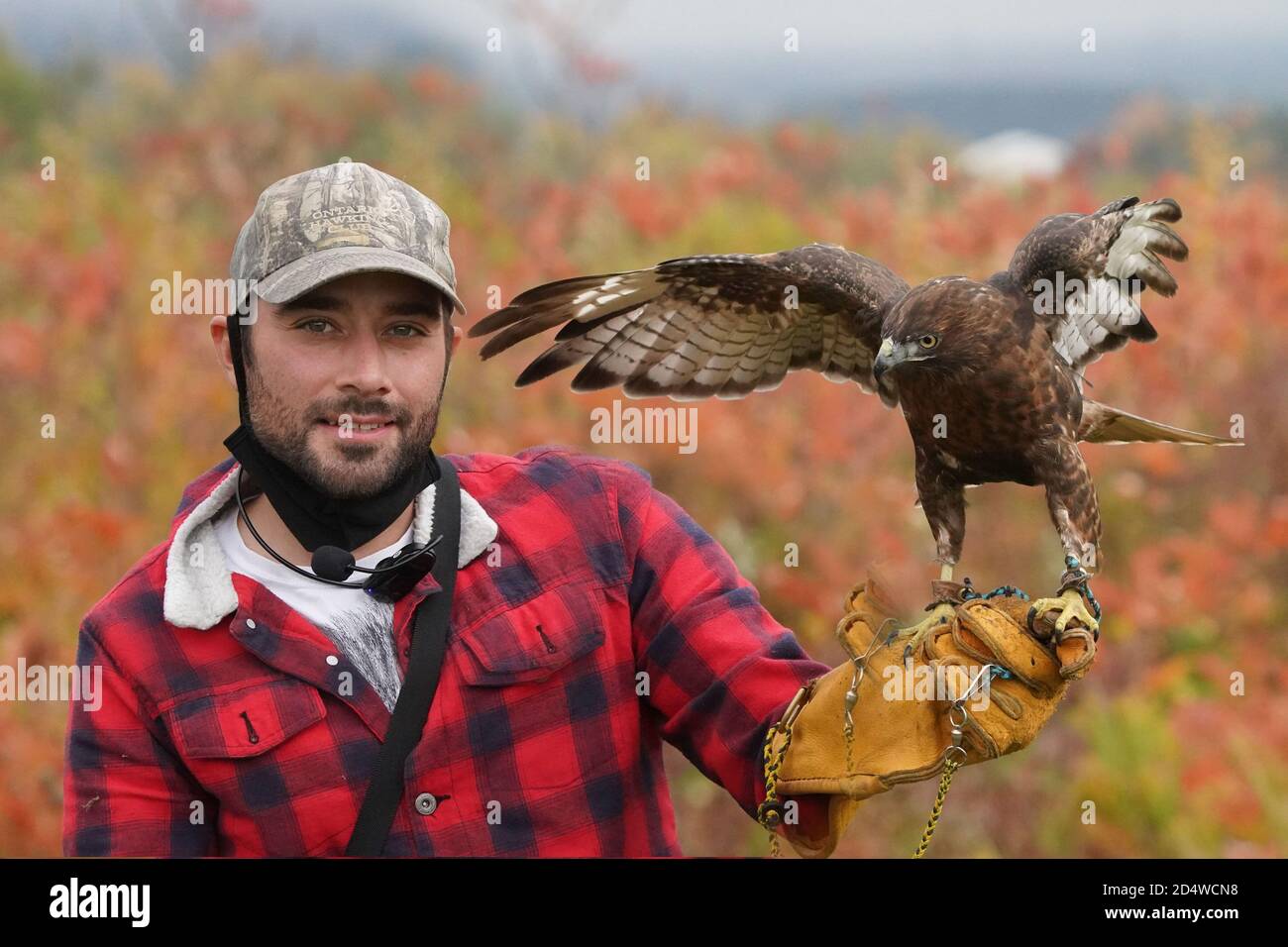 Young Couple teaching the sport of falconry Stock Photo - Alamy