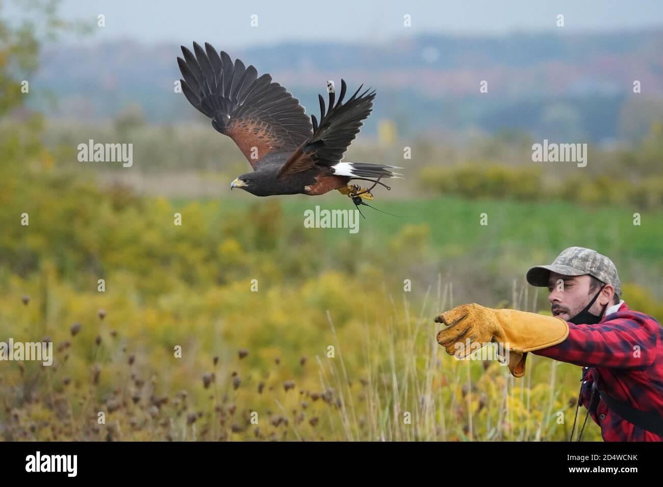Amy flying a peregrine falcon hi-res stock photography and images - Alamy
