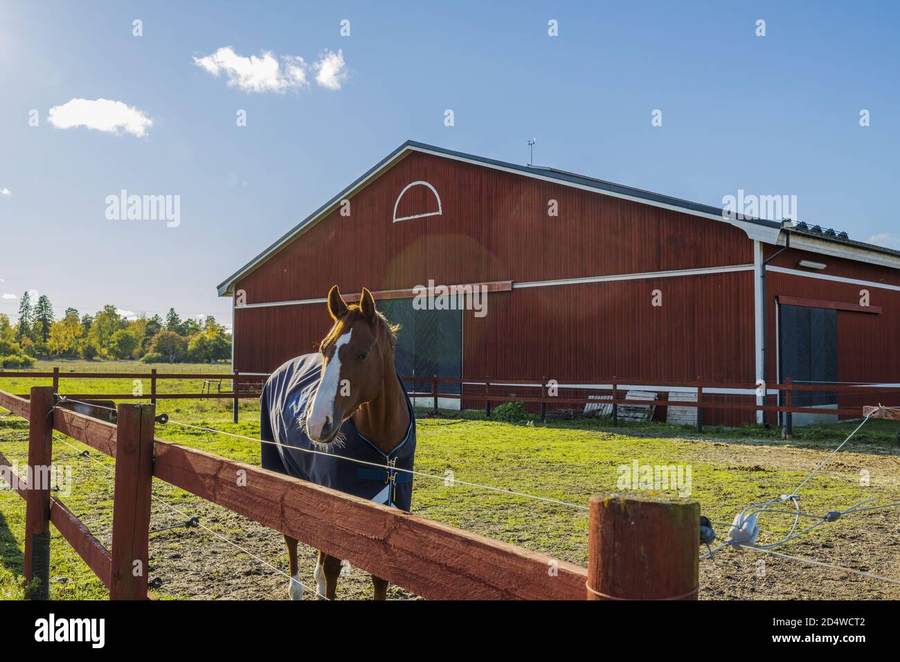 Horses in paddock concept animals hi-res stock photography and images ...