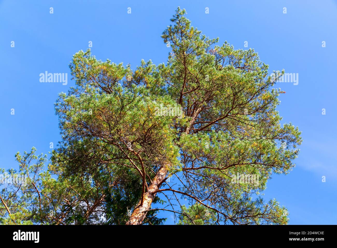 Crowns of tall pine trees above head in the forest against a blue sky ...