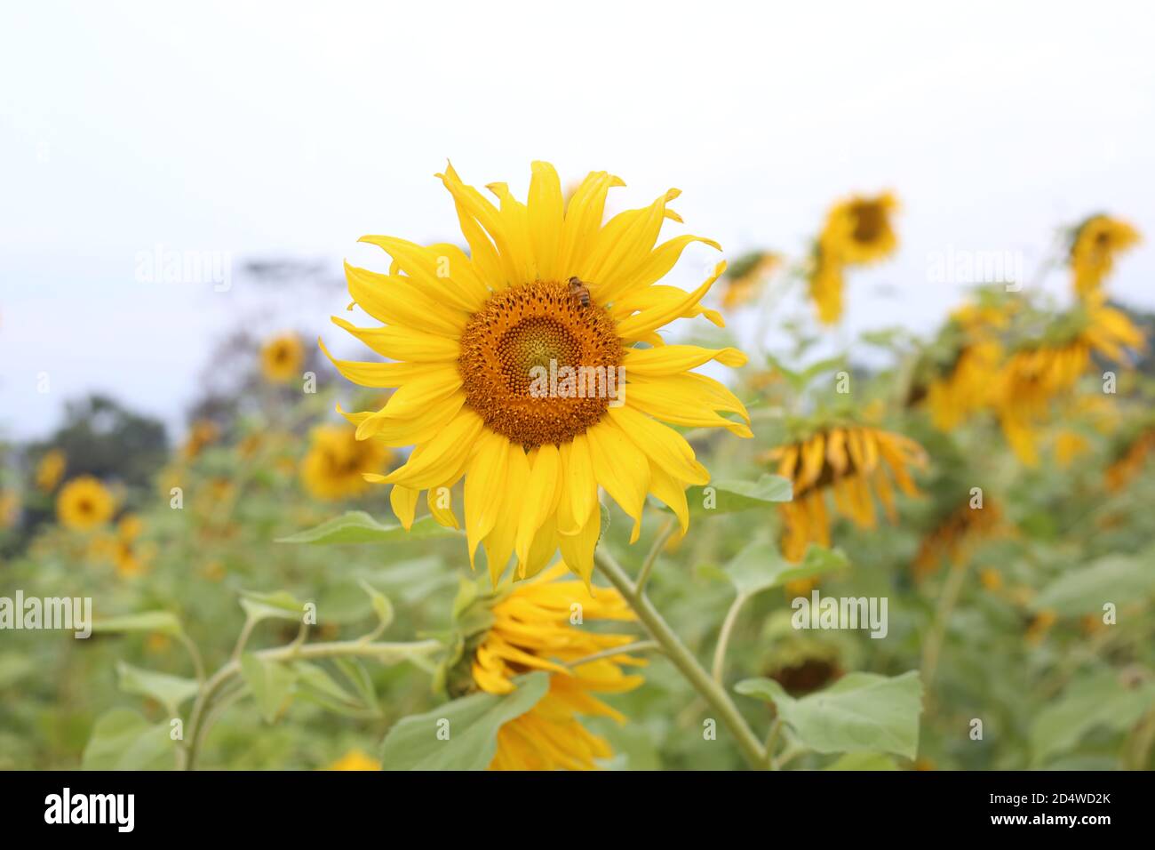 Beautiful field blooming sunflower in hi-res stock photography and ...