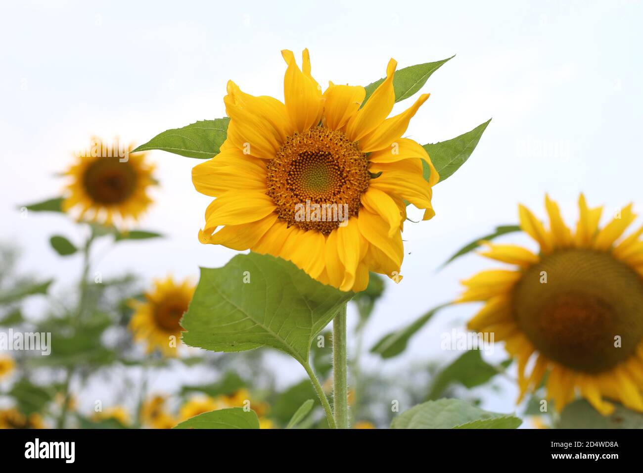 Beautiful field blooming sunflower in hi-res stock photography and ...