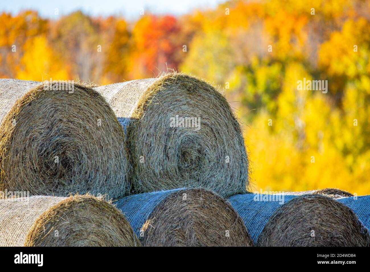 Close-up of Round hay bales in a Wisconsin field surrounded by a ...