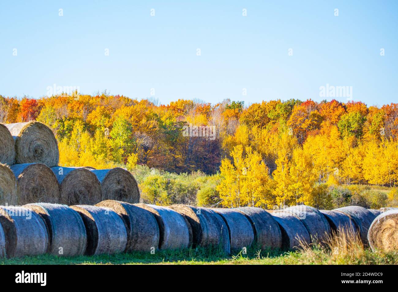 Round hay bales in a Wisconsin field surrounded by a colorful forest in ...