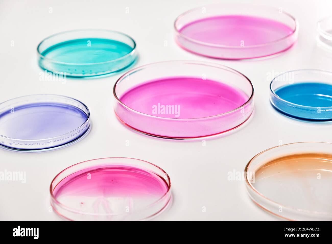 Petri dish with colorful liquid or media for bacterial colonies in ...
