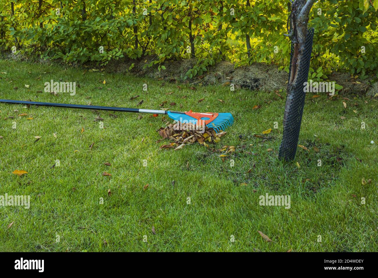 Fallen leaves in and rake on still green grass background. Autumn ...