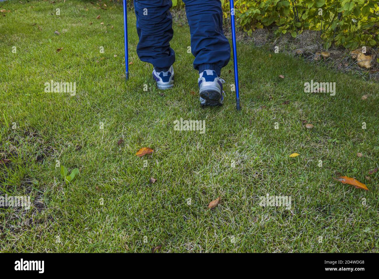 View of feet of man nordic walking with sticks in forest. Health ...