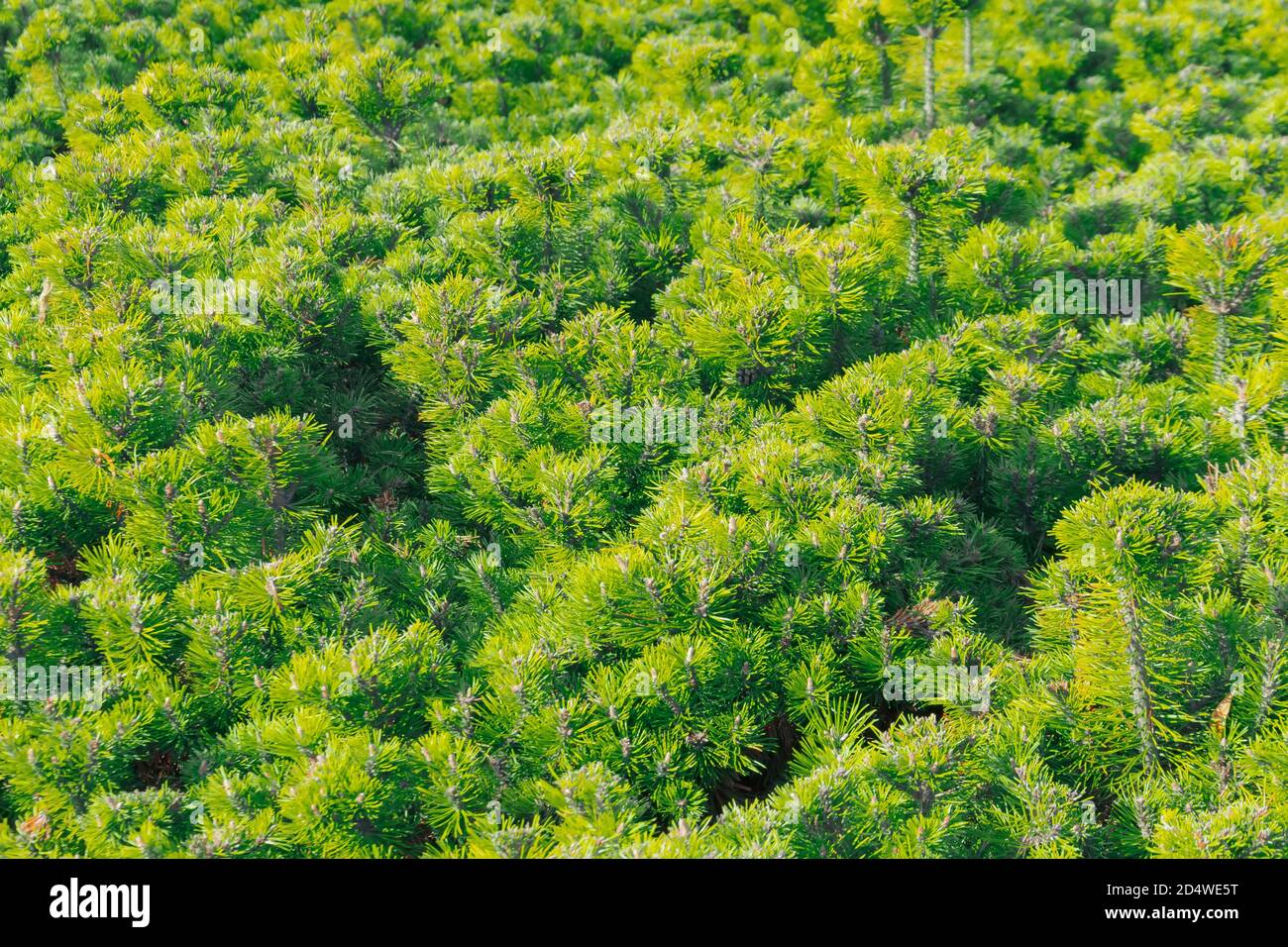 Undersized hi-res stock photography and images - Alamy