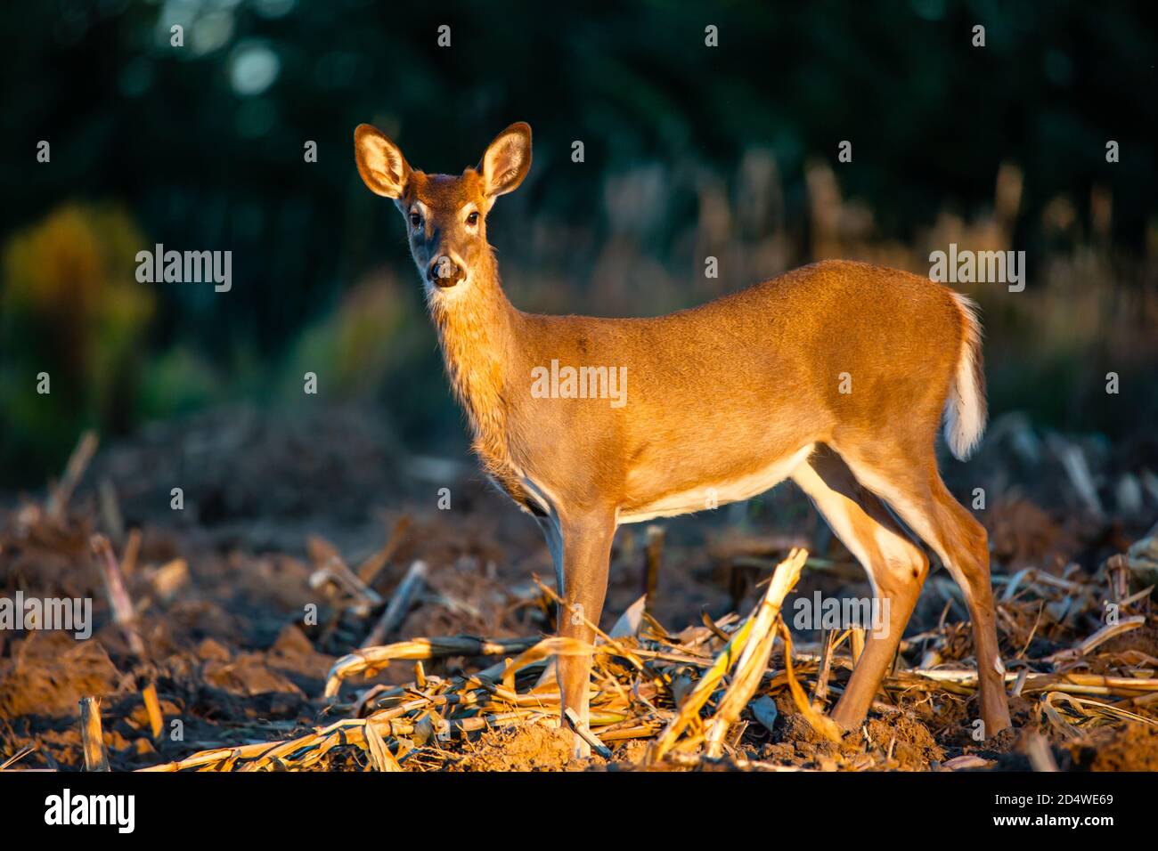 Whitetail deer buck field october hi-res stock photography and images ...