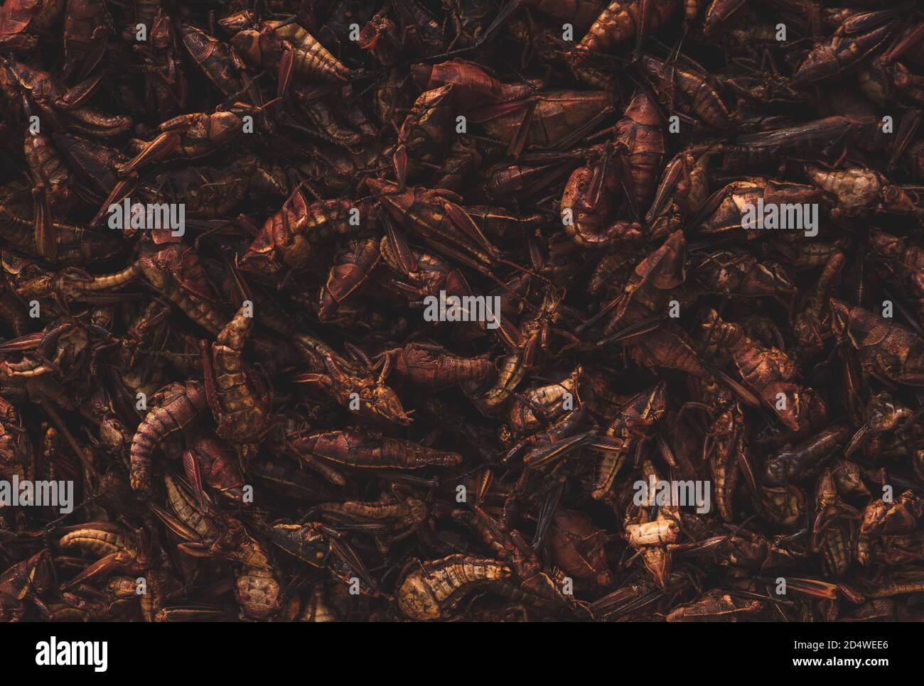 Mexico oaxaca dried chapulines grasshoppers hi-res stock photography ...