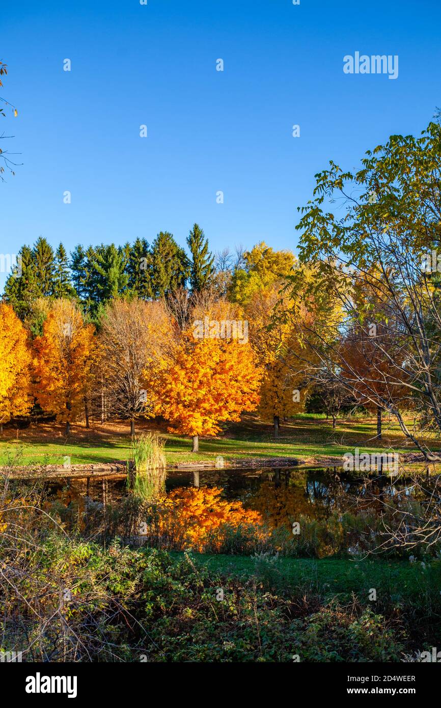 Colorful forest leaves hi-res stock photography and images - Alamy