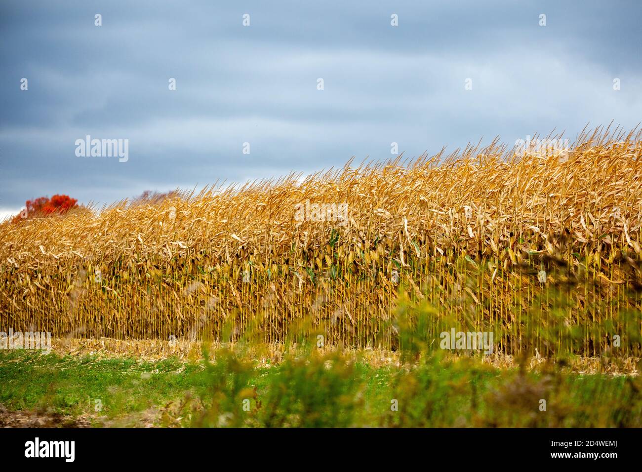 Central Wisconsin corn crop that is ready for harvest in October ...