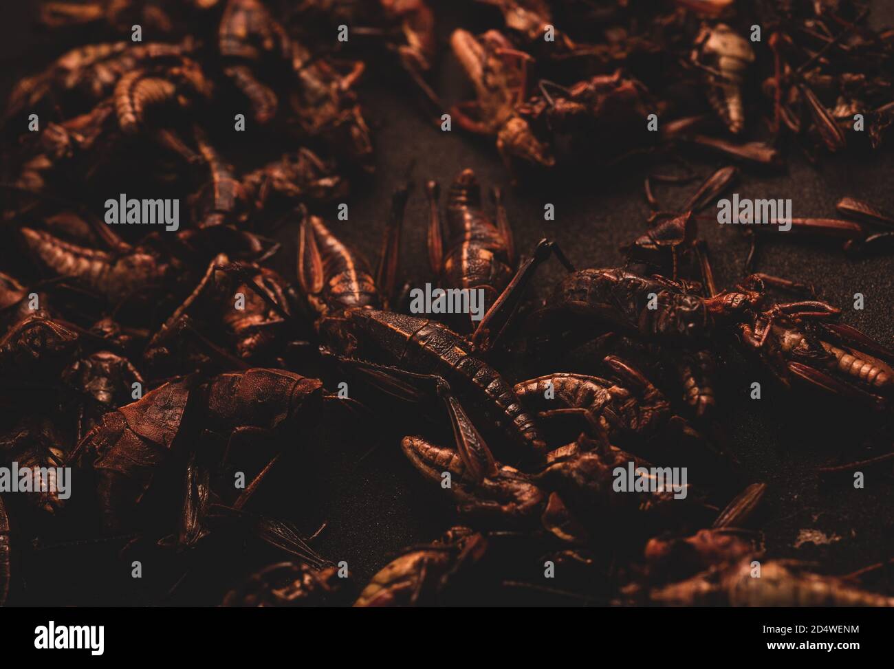 Chapulines, Mexican grasshopper, traditional snack macro close up ...