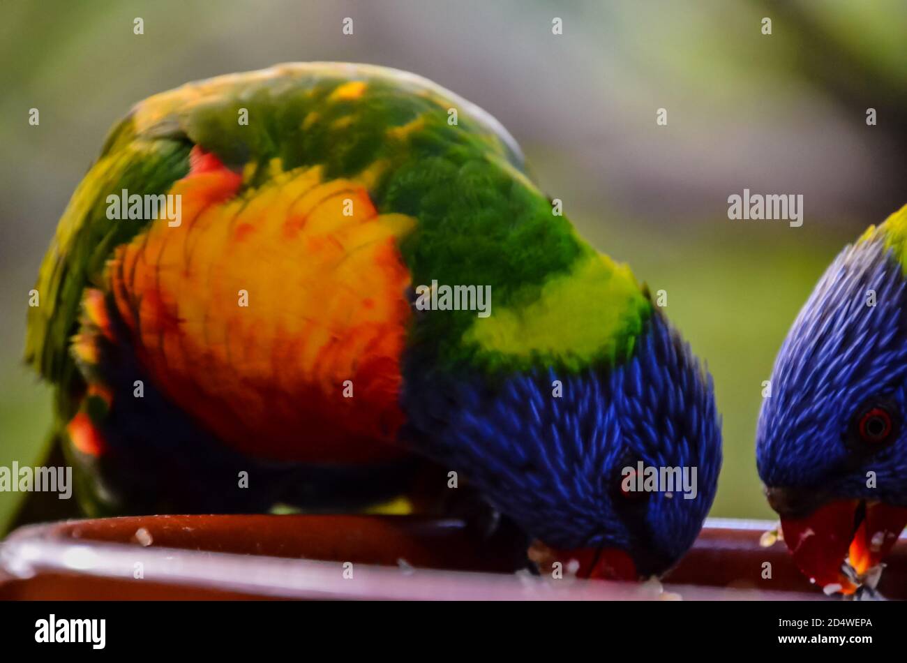 Parrot Tropical Bird Stock Photo - Alamy