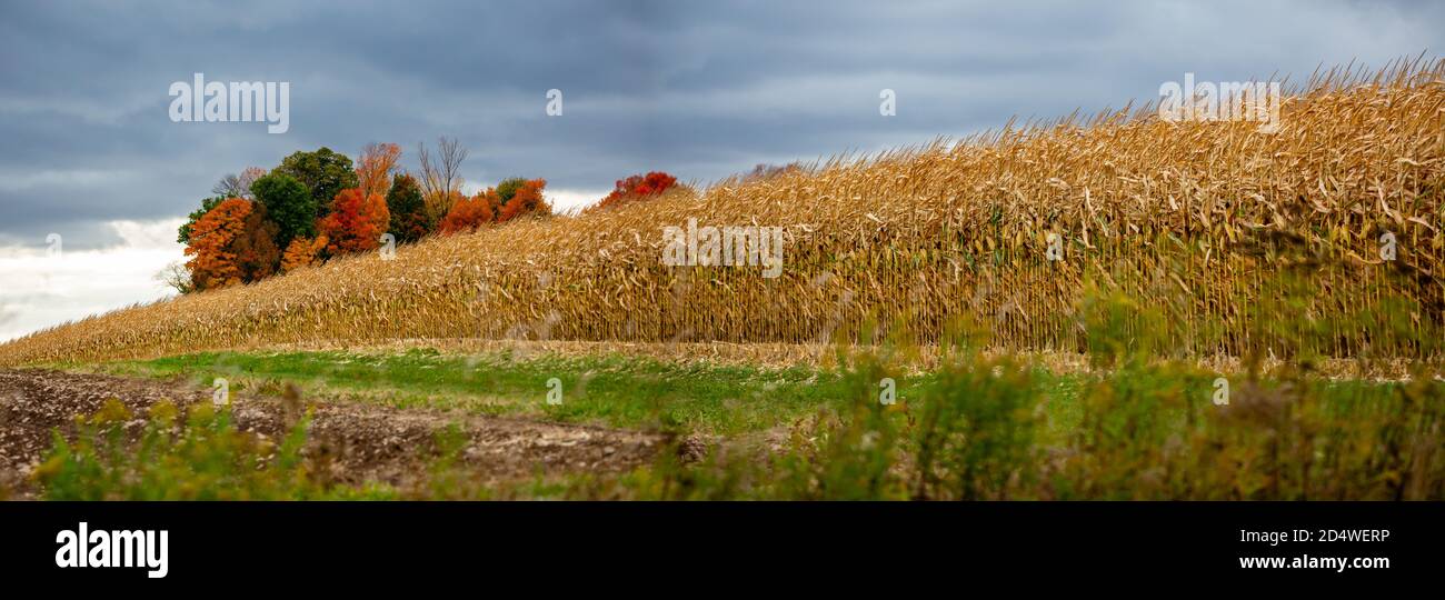 Central Wisconsin corn crop that is ready for harvest in October ...