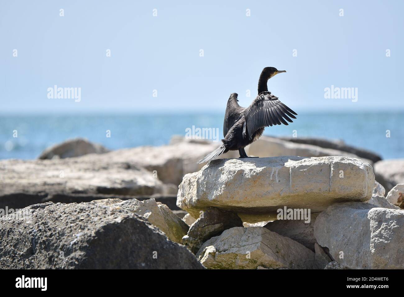 Black cormorant on a rocky beach Stock Photo - Alamy