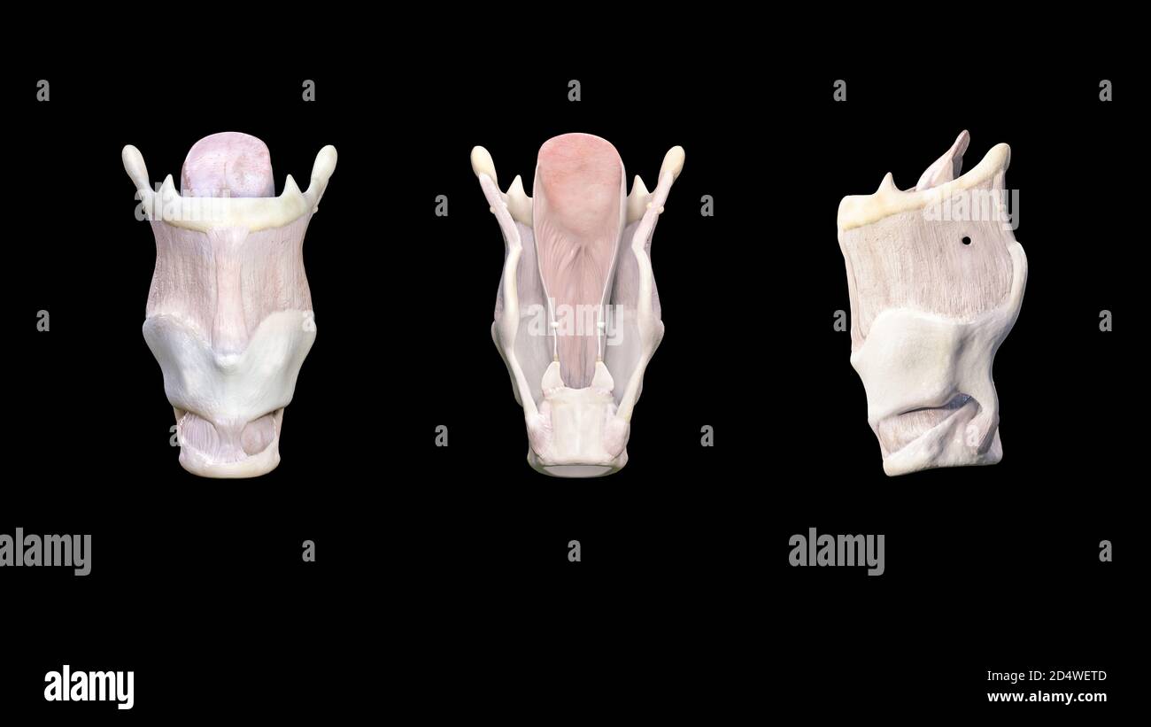Larynx drawing hi-res stock photography and images - Alamy