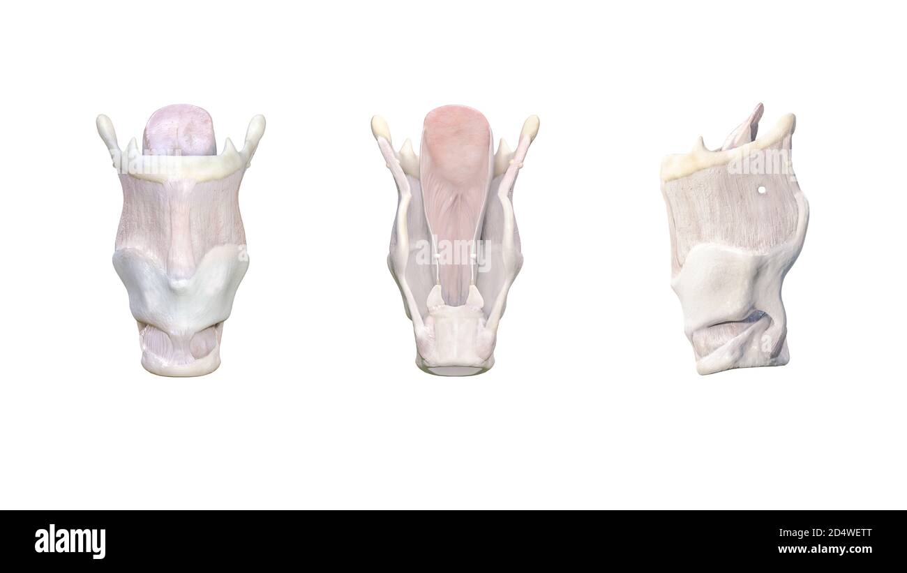 Epiglottis Pictures Larynx