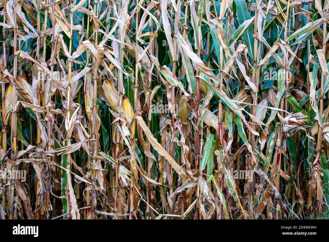 Corn field corn hi-res stock photography and images - Alamy
