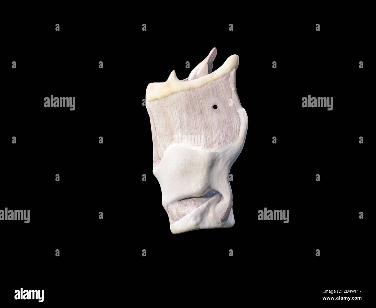 Anatomy of the larynx 3d medical illustration on black background, side ...