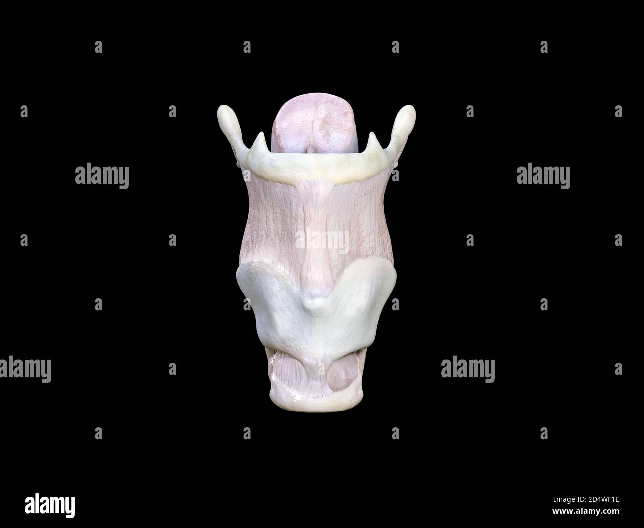 Anatomy of the larynx 3d medical illustration on black background ...