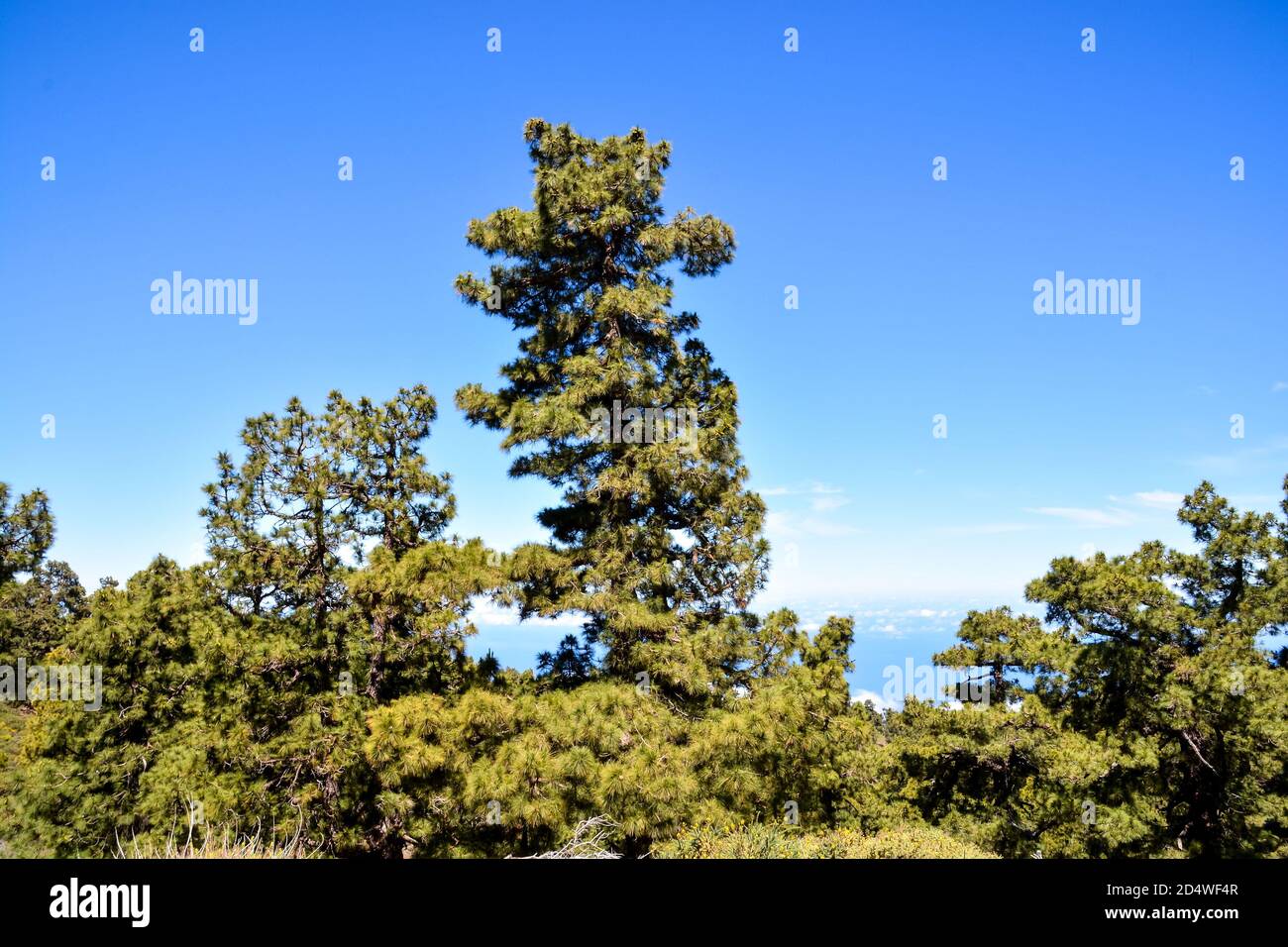 Pine Tree View Stock Photo - Alamy