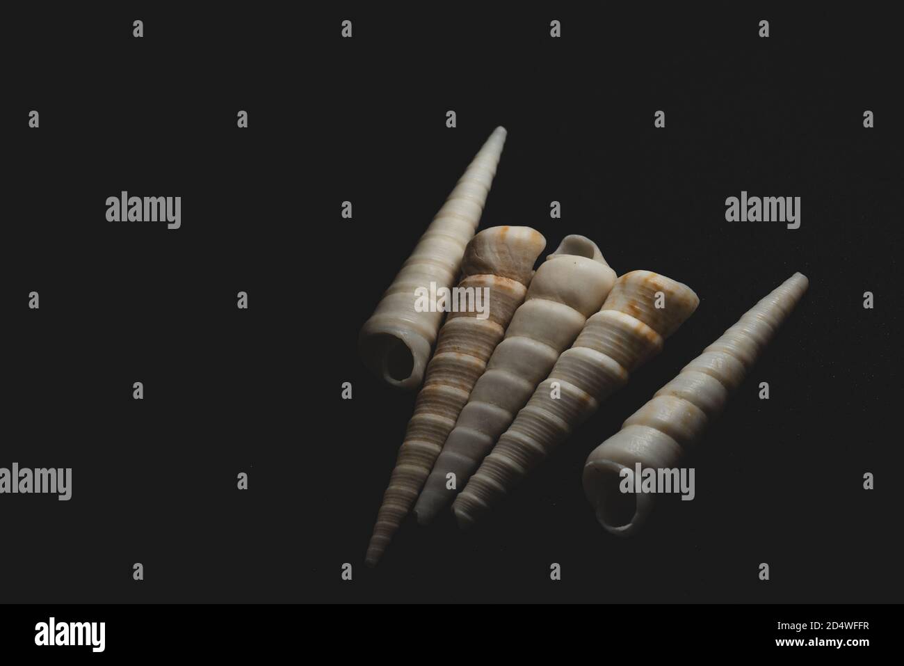 Cone Shaped Shell High Resolution Stock Photography and Images - Alamy