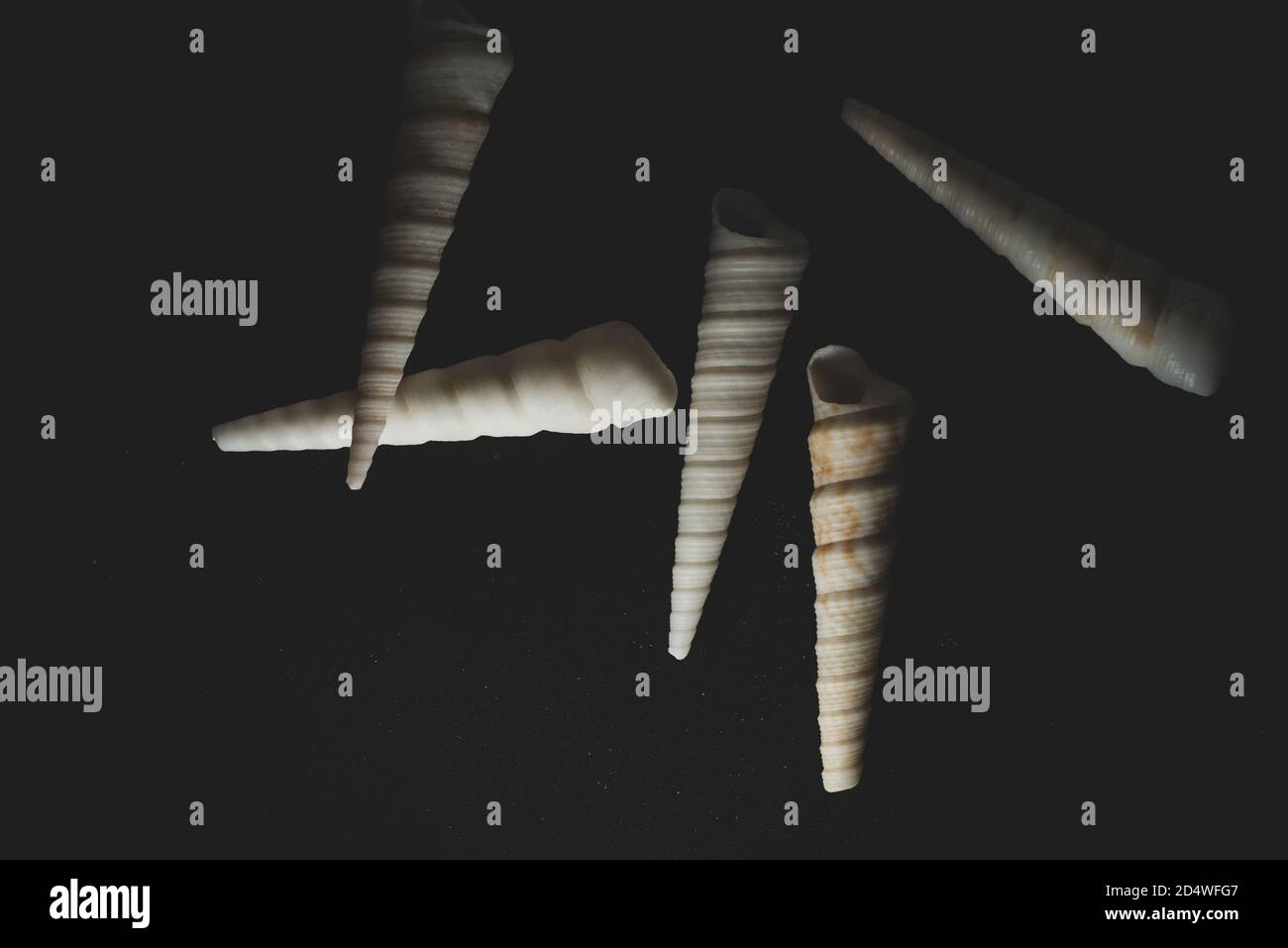 Cone shaped shell hi-res stock photography and images - Alamy