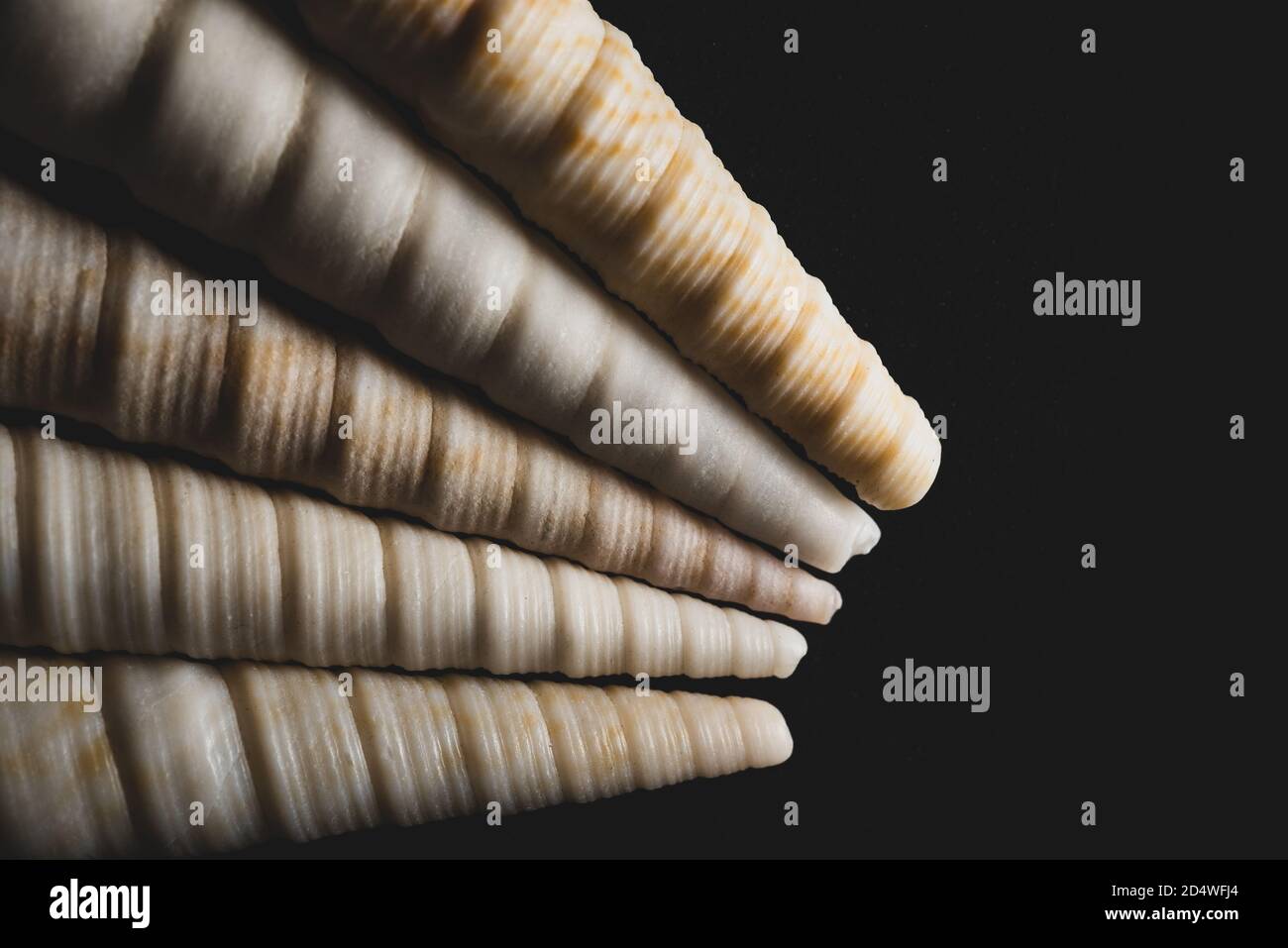 Cone shaped shell hi-res stock photography and images - Alamy