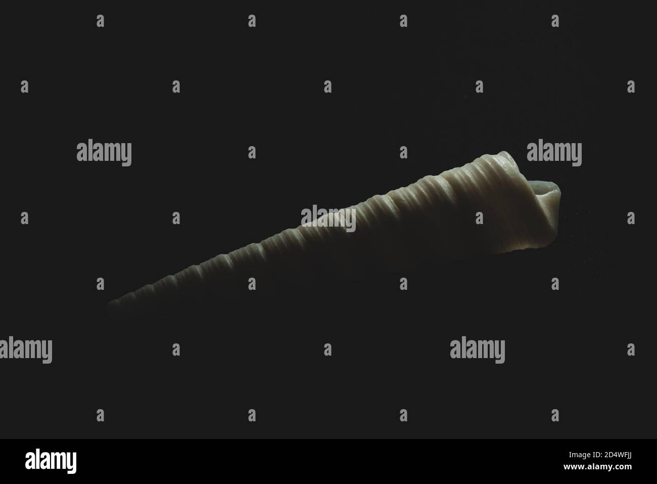 Cone shaped shell hi-res stock photography and images - Alamy